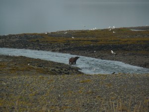 Portaging to Tenakee Inlet | Walking with Aki