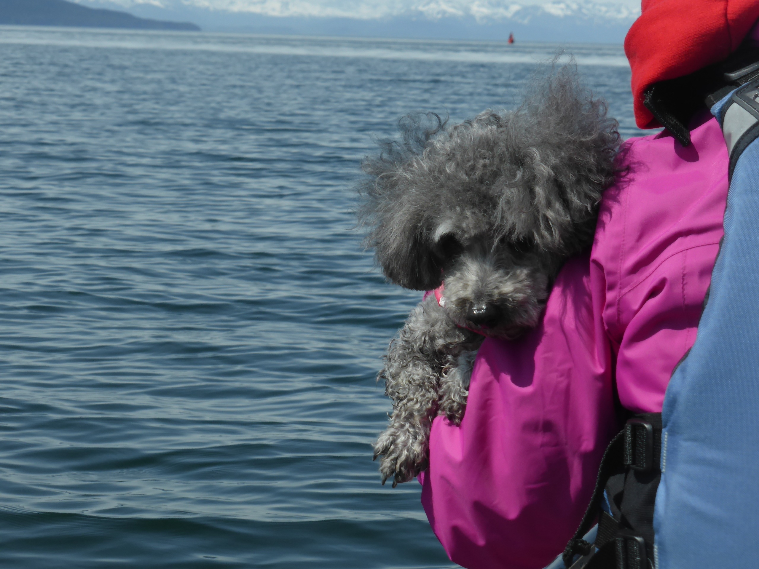 The Orca | Walking with Aki