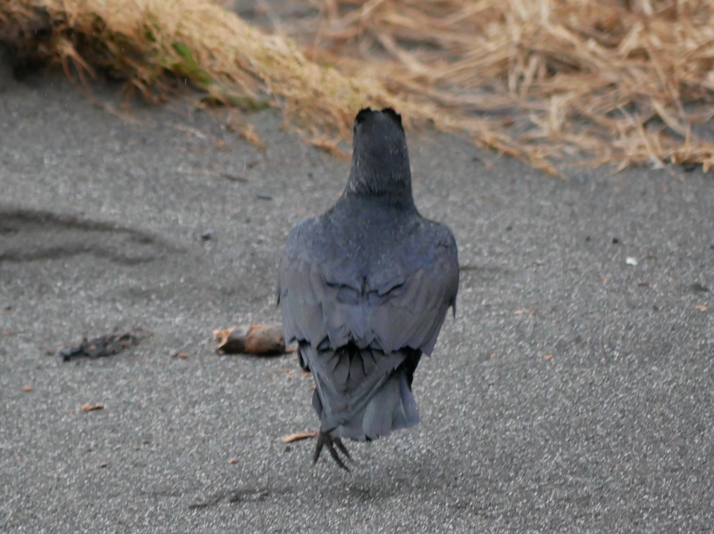 Raven Games | Walking with Aki